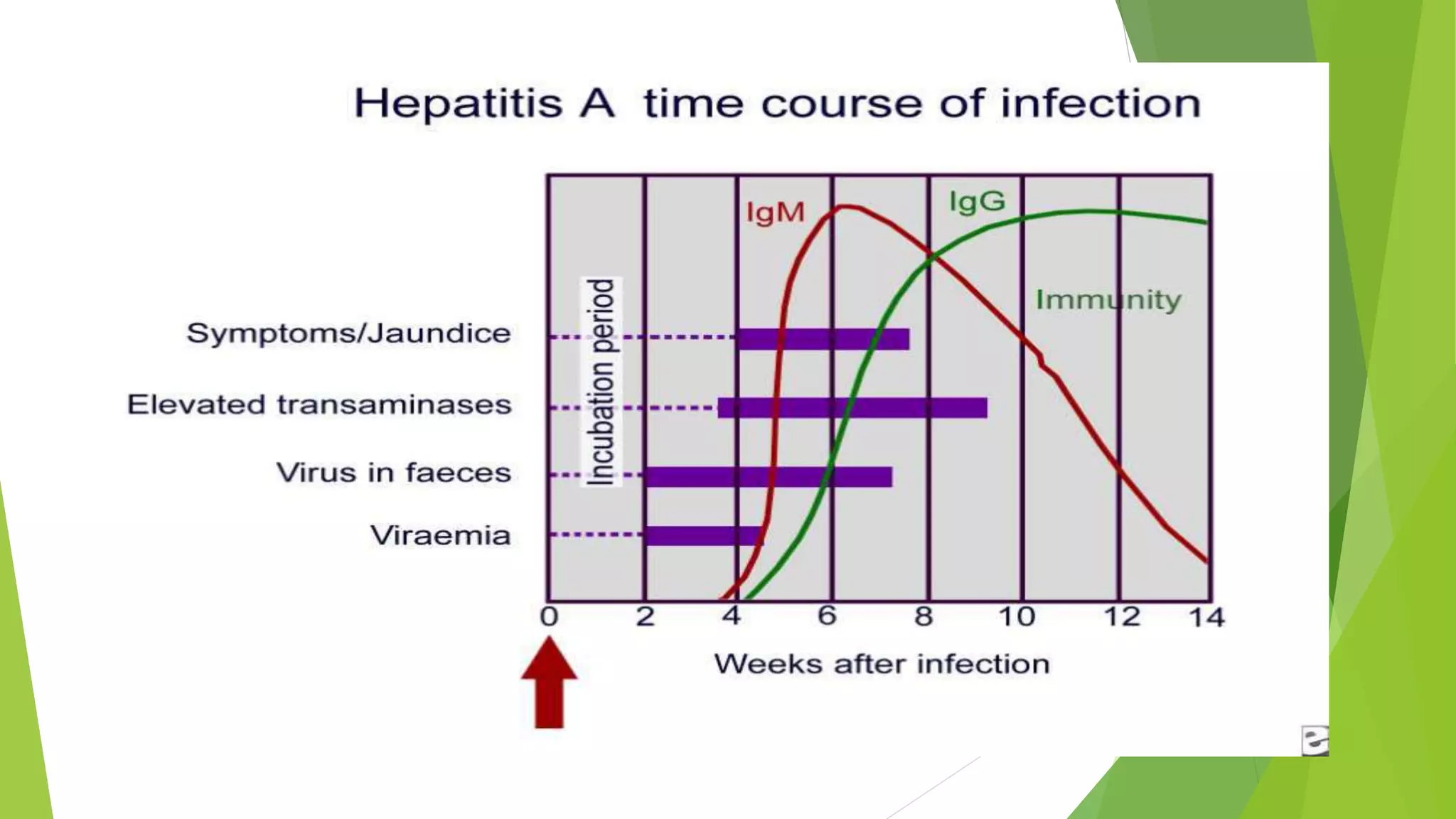 Viral hepatitis | PPTX