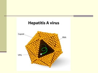 Viral Hepatitis.ppt | Free Download