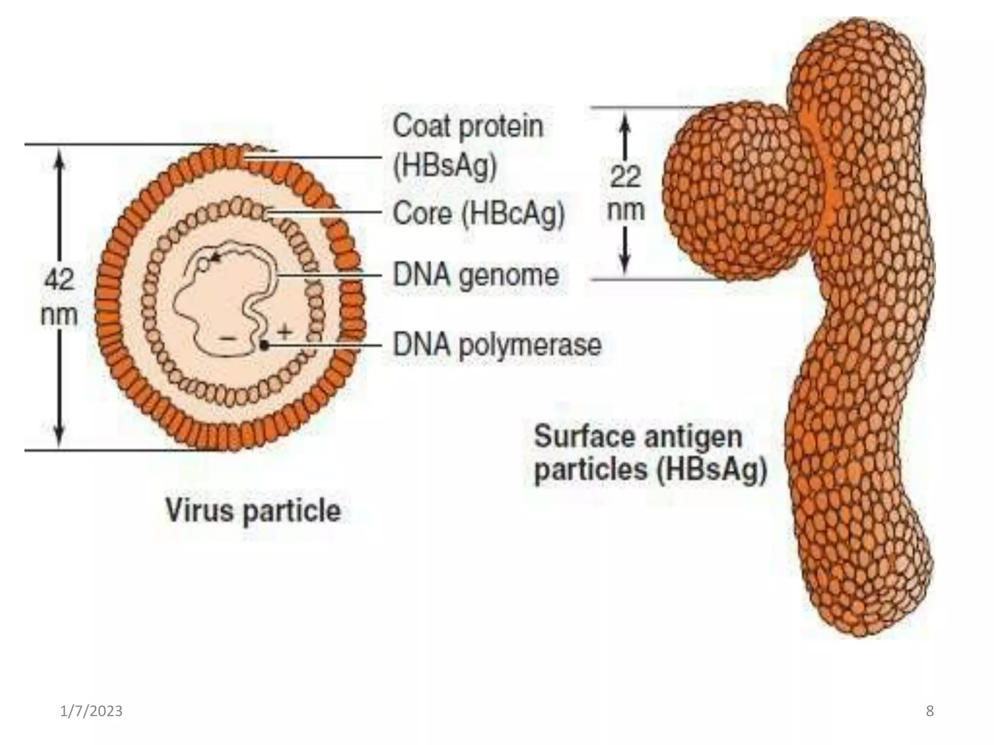 Viral hepatitis 2022.pptx