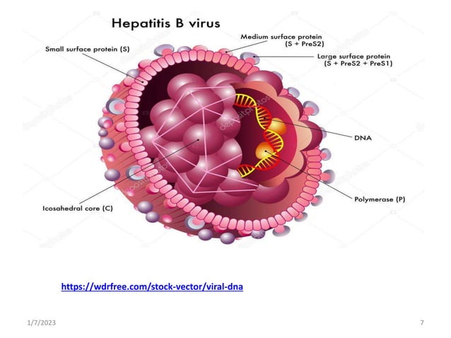 Viral hepatitis 2022.pptx