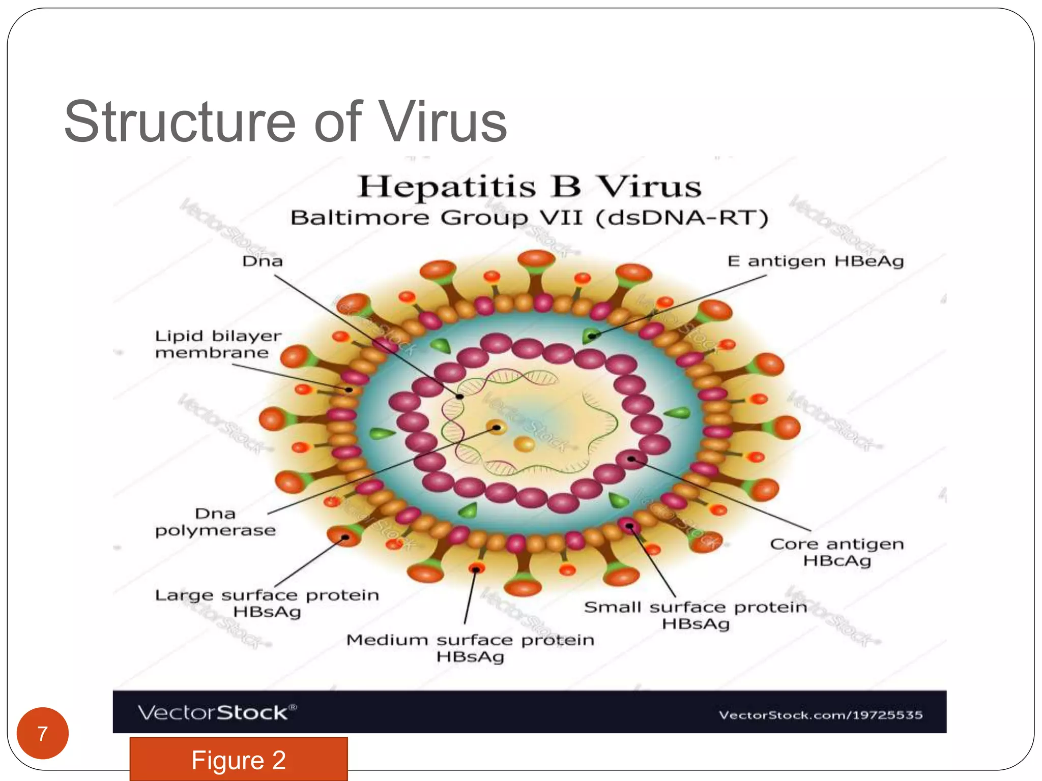 Viral hepatitis :- Pathophsiology of Hepatitis B | PPTX
