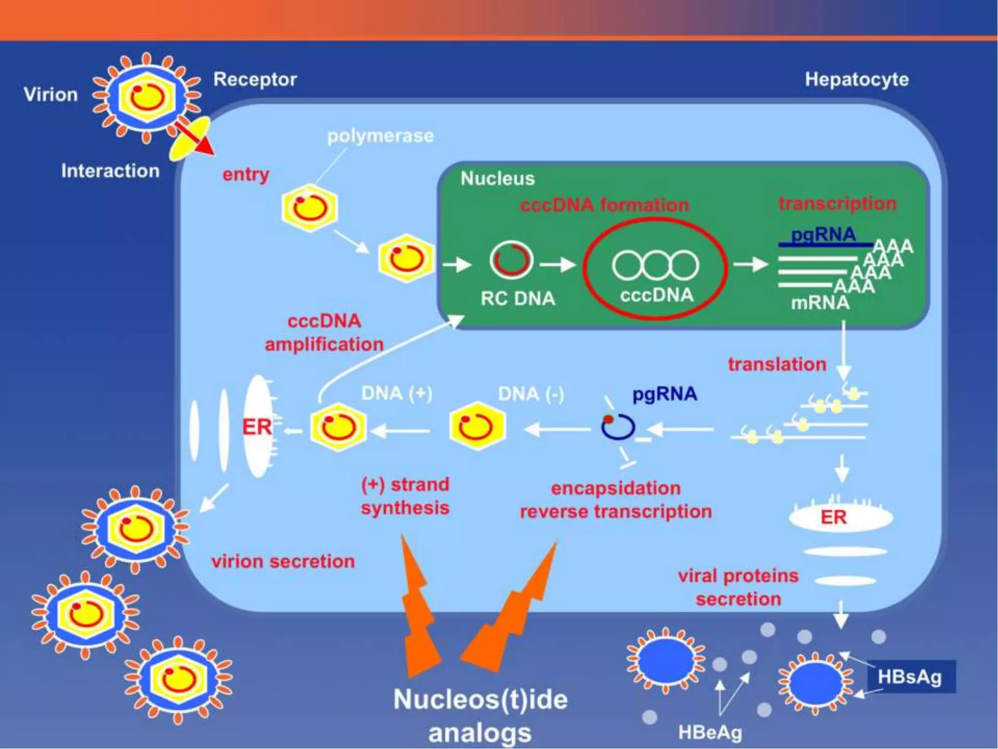 Viral hepatitis class.pptx