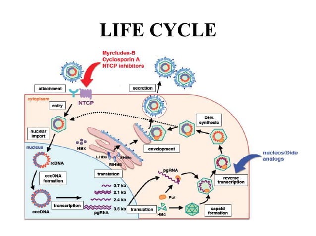 Viral hepatitis class.pptx