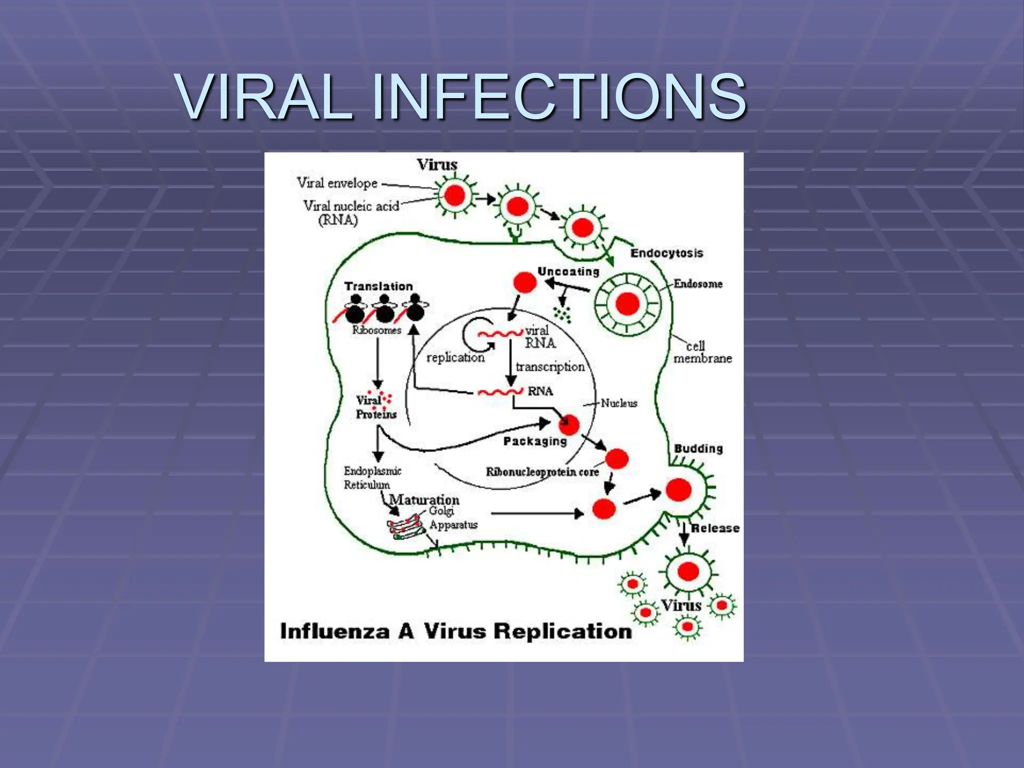 Viral infection. immune response to infectious disease ppt | PPT