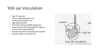 Viral innoculation methods.pdf