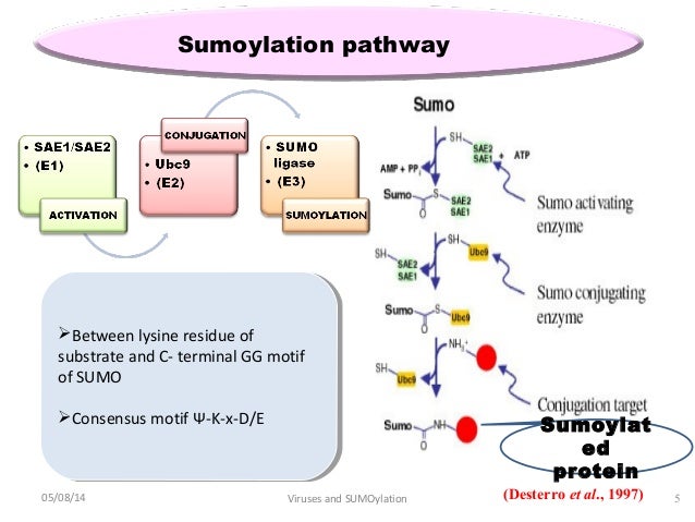Viral interaction with host cell sumoylation system