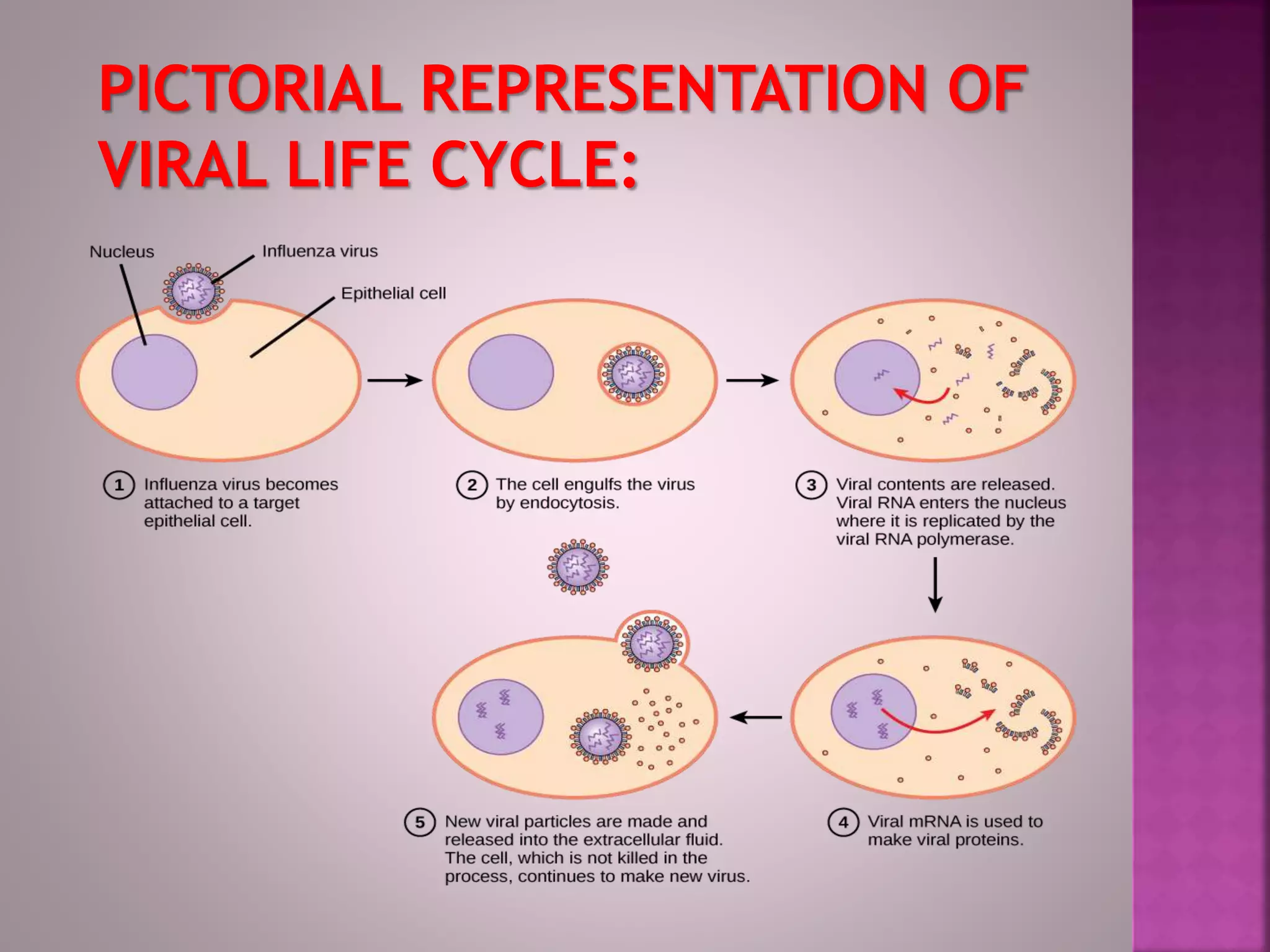 Viral life cycle | PPTX