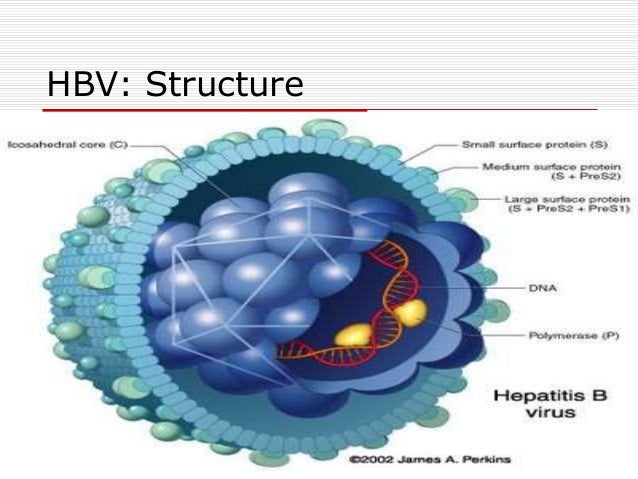 Hepatitis Viral Markers