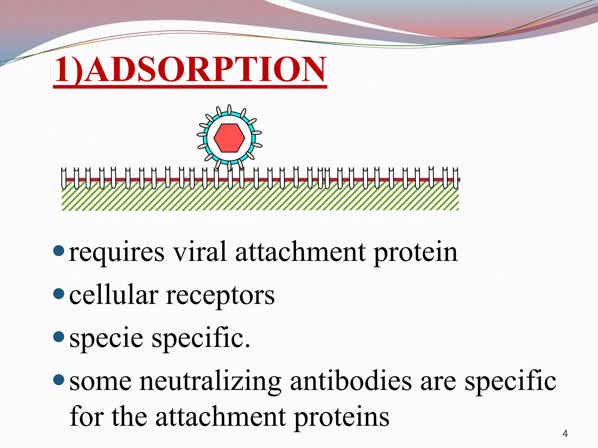 Viral multiplication | PPTX