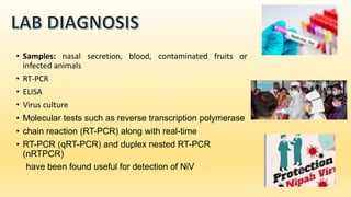 Viral nipah virus.pptx