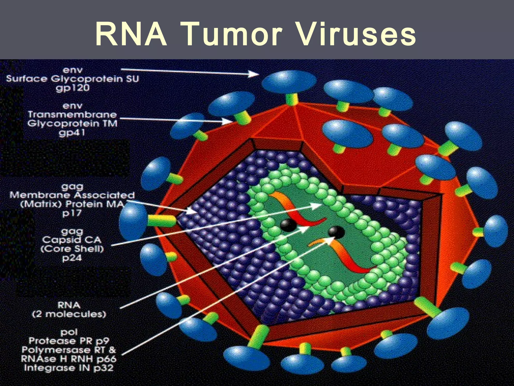Viral oncogenesis | PPT
