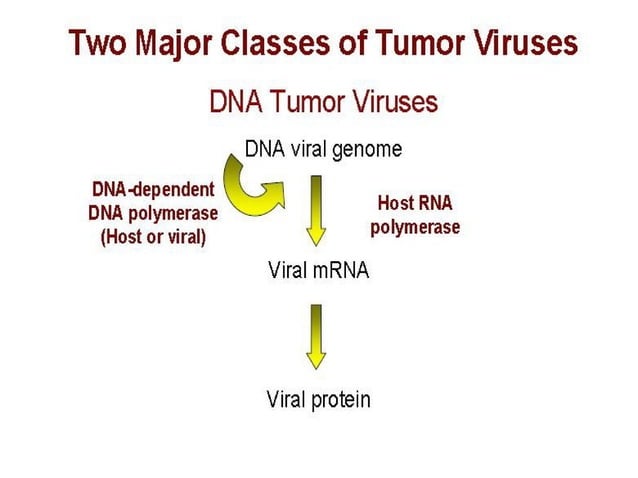 Viral oncogenesis | PPT