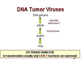 Viral oncogenesis | PPT