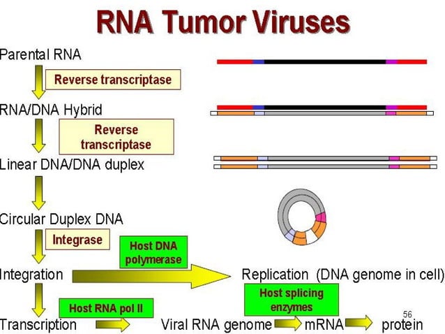 Viral oncogenesis | PPT