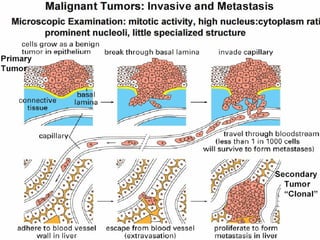 Viral oncogenesis | PPT