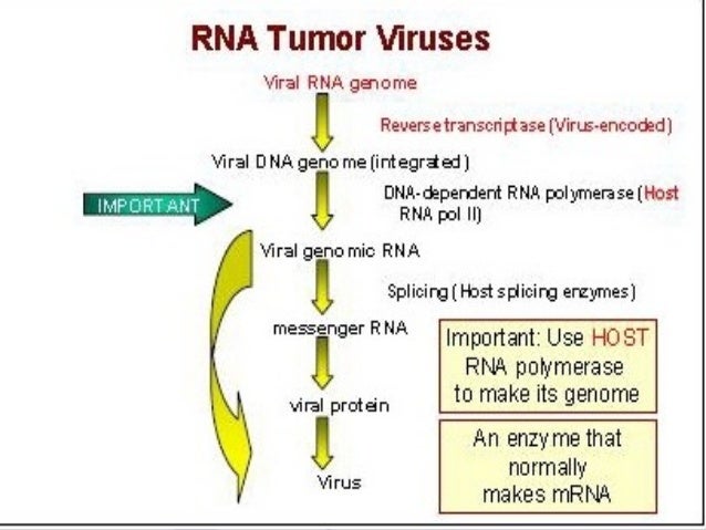 Viral oncogenesis