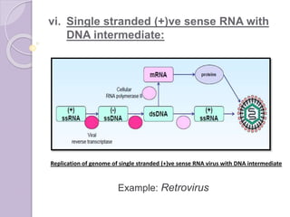 viralreplication-170214060400.pdf