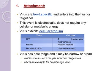 viralreplication-170214060400.pdf