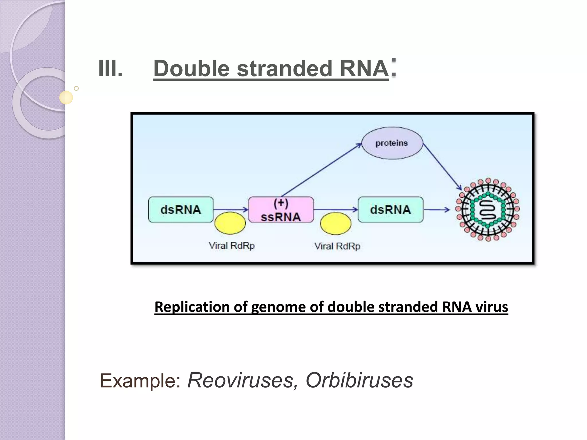 Viral replication | PPTX
