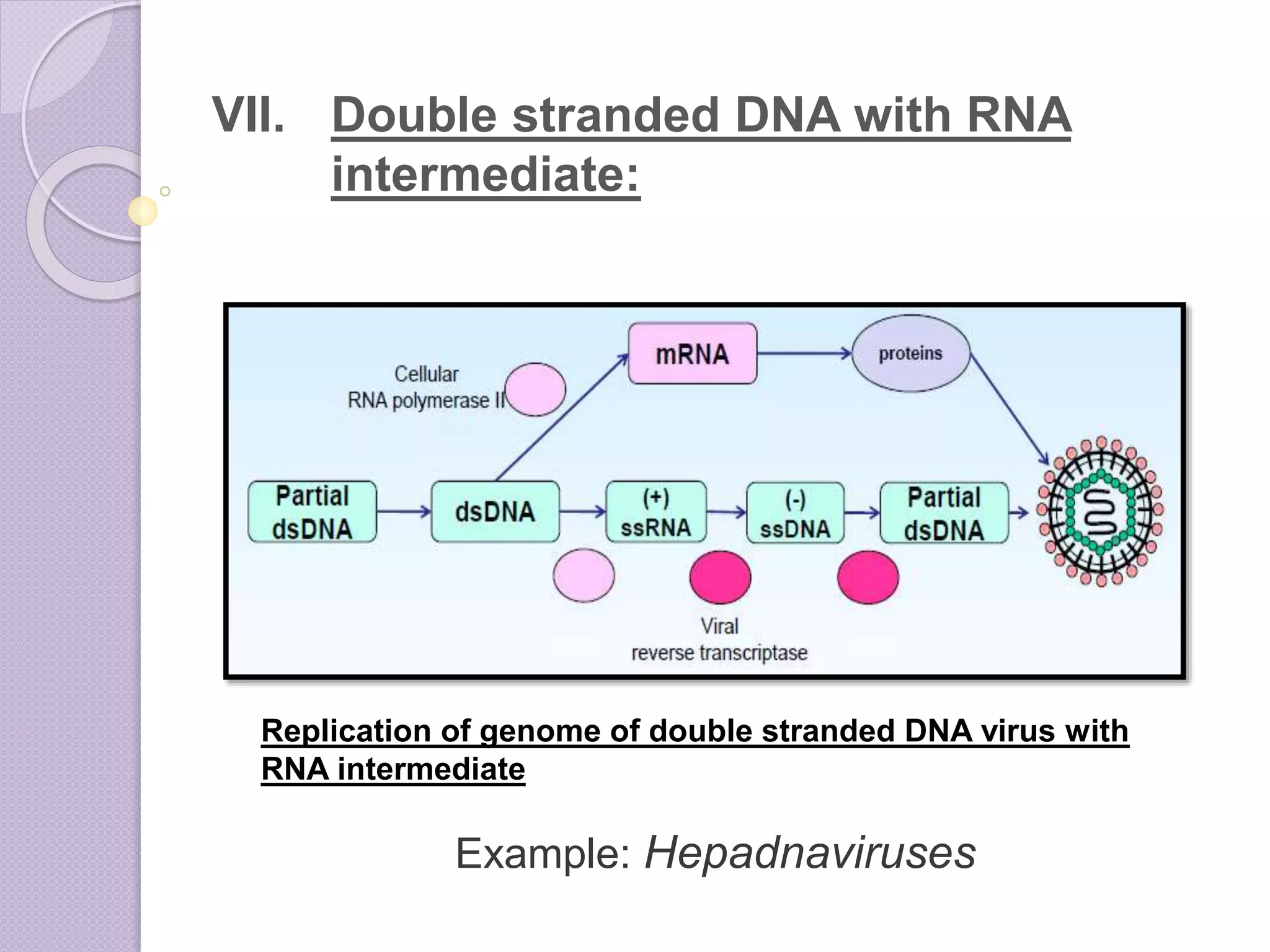 Viral replication | PPTX