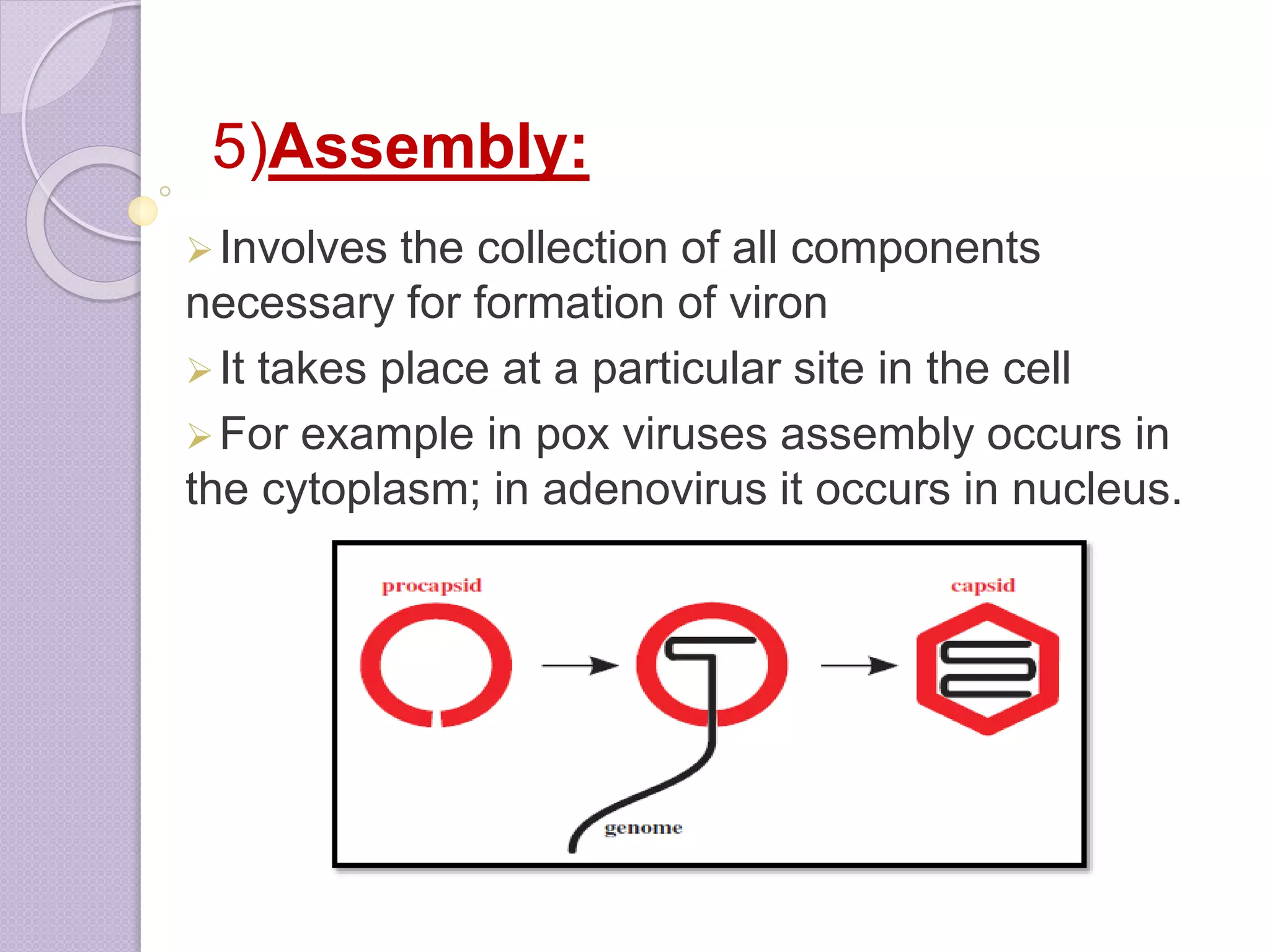Viral replication | PPTX