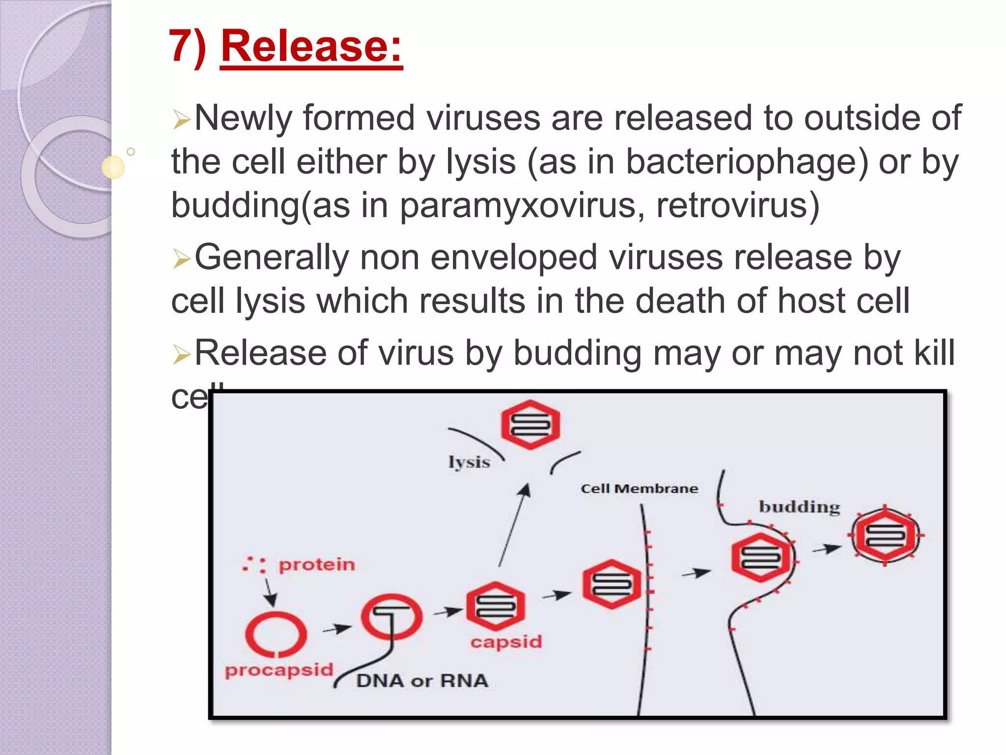 Viral replication | PPTX
