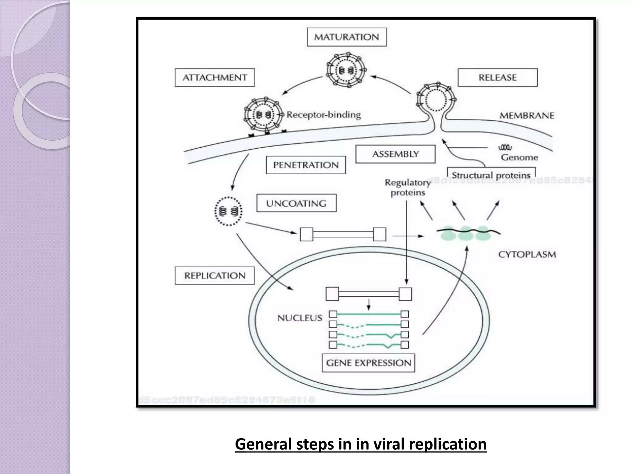 Viral replication | PPTX