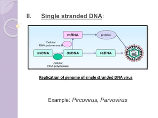 Viral replication | PPTX