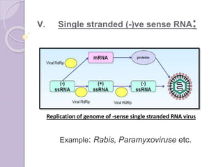 Viral replication | PPTX