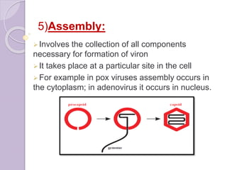 Viral replication | PPTX