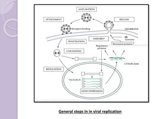 Viral replication | PPTX