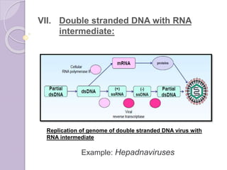 Plant Virus Replication