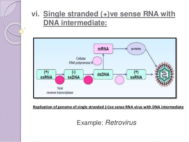 Viral replication