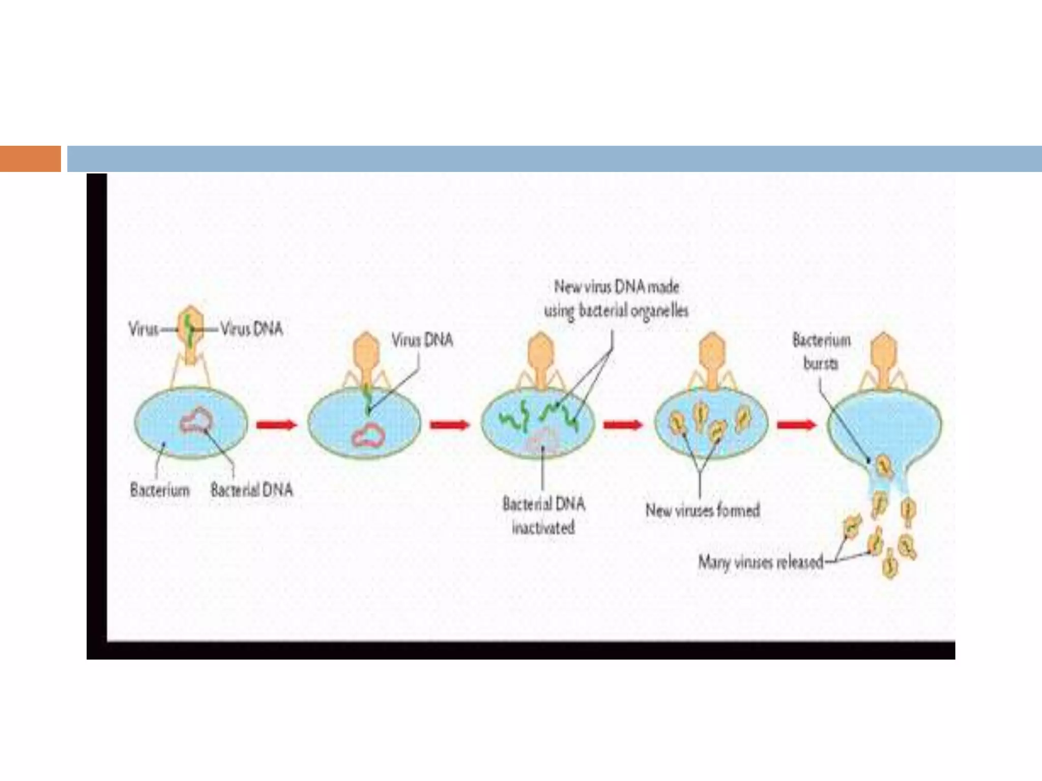 Viral replication | PPTX