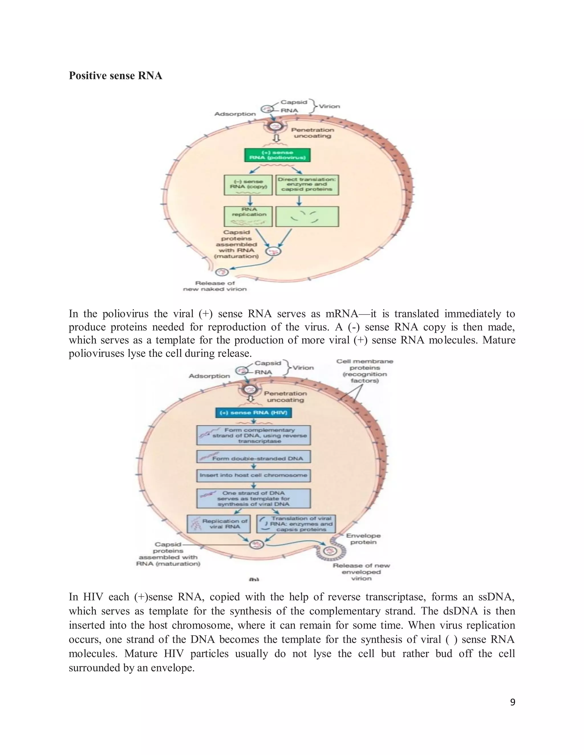 viral_replication.pdf