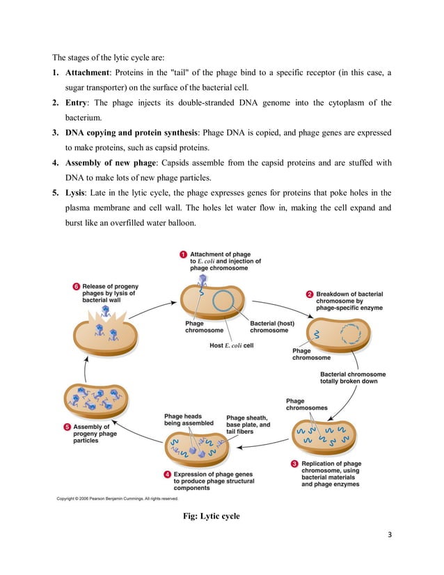 viral_replication.pdf | Chemistry | Science
