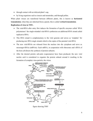 viral_replication.pdf