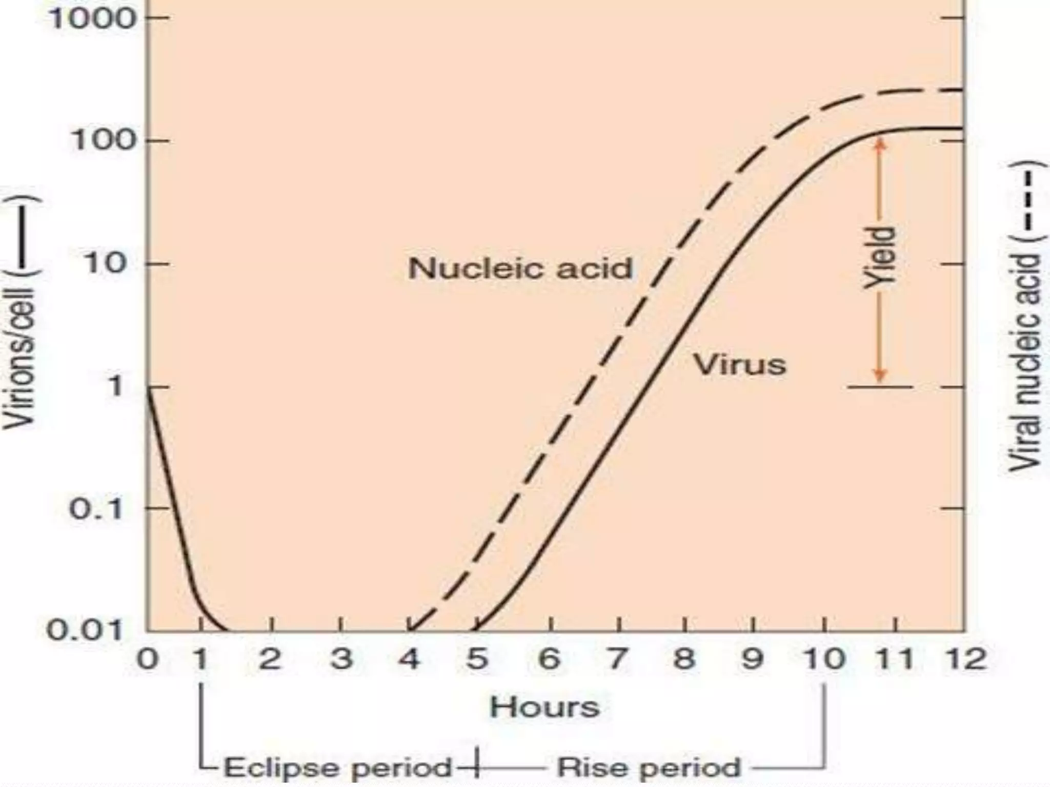 Viral Replication Pptx