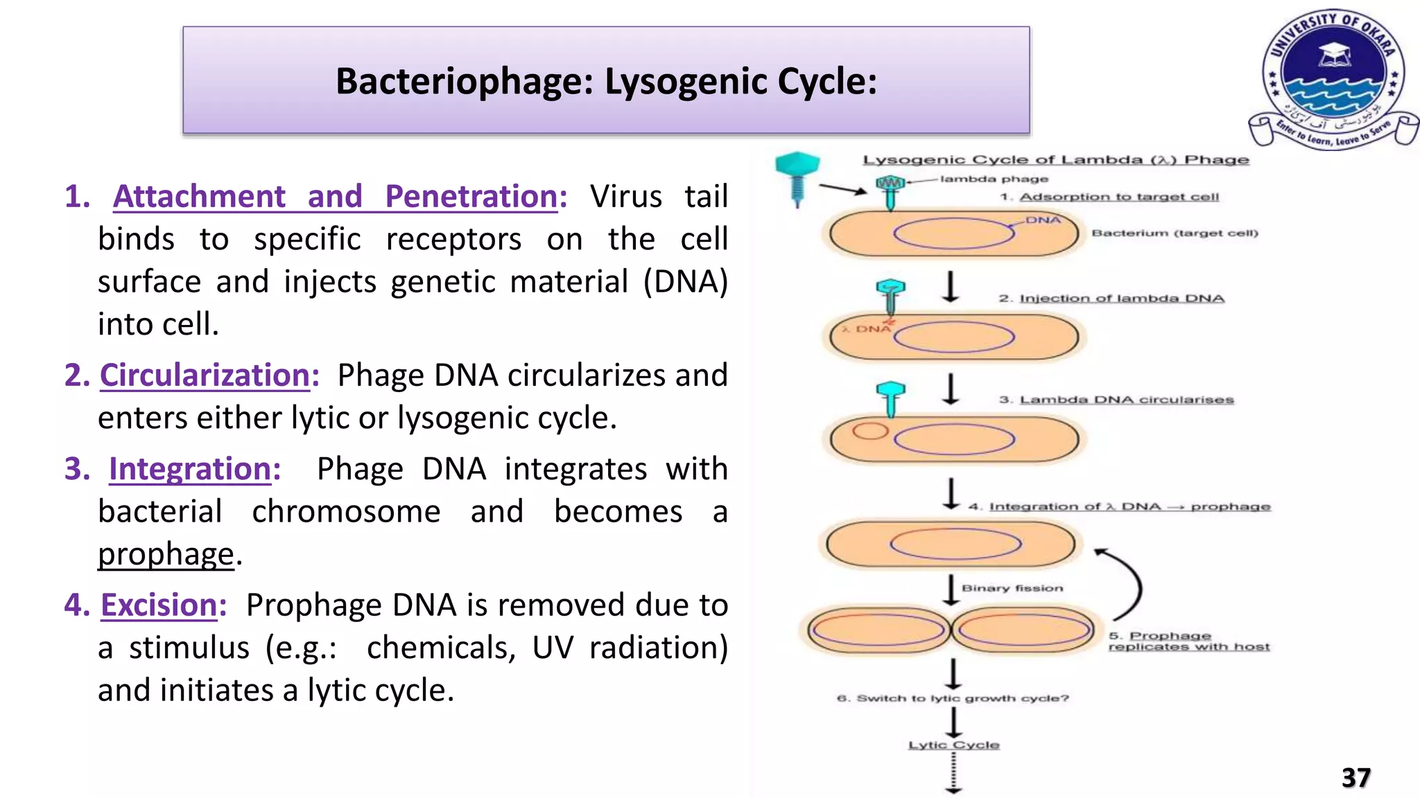 Viral replication by Kainat Ramzan-SlideShare | PPT