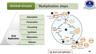 Viral replication by Kainat Ramzan-SlideShare | PPTX