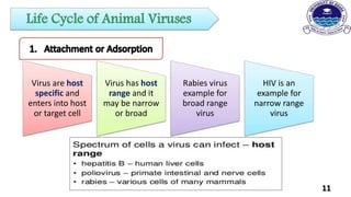 Viral replication by Kainat Ramzan-SlideShare | PPT