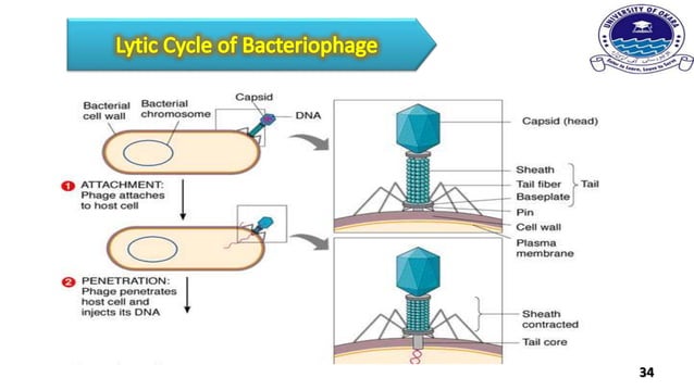 Viral replication by Kainat Ramzan-SlideShare | PPT