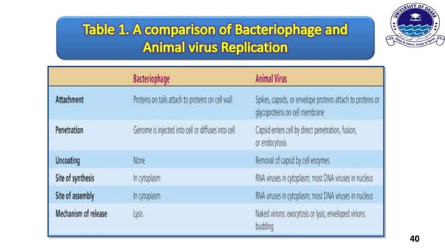 Viral replication by Kainat Ramzan-SlideShare | PPT