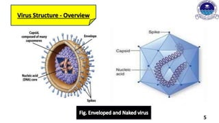 Viral replication by Kainat Ramzan-SlideShare | PPT