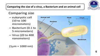 Viral replication by Kainat Ramzan-SlideShare | PPT