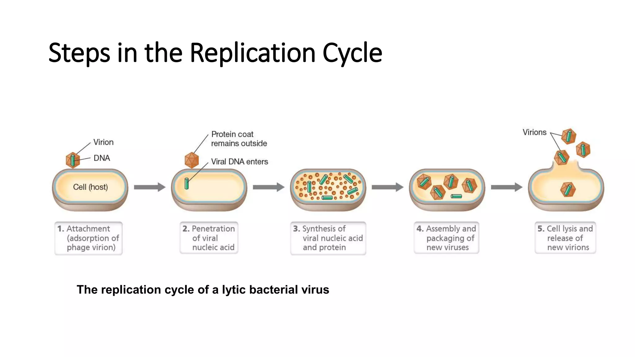 Viral replication and life cycle.pptx