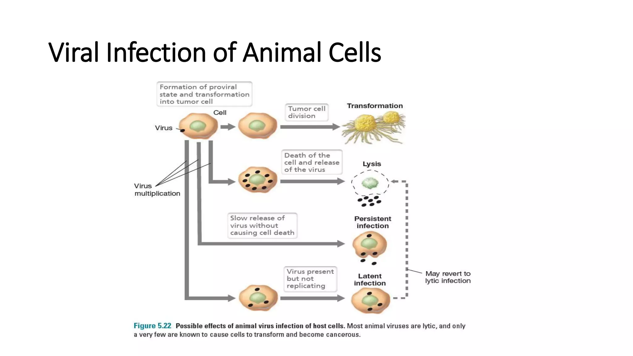Viral replication and life cycle.pptx