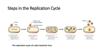 Viral replication and life cycle.pptx
