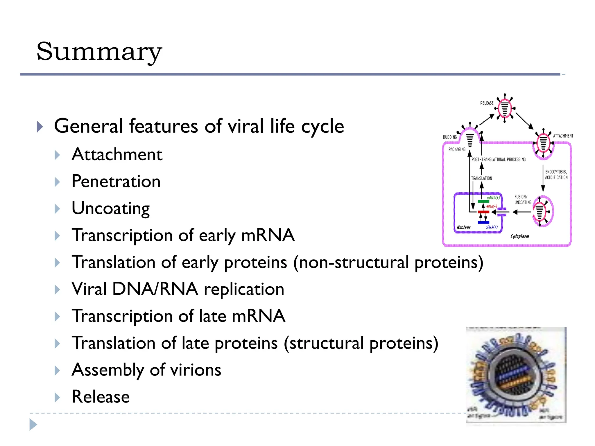 Viral replication and Mechanism of infection and spread of viruses ...