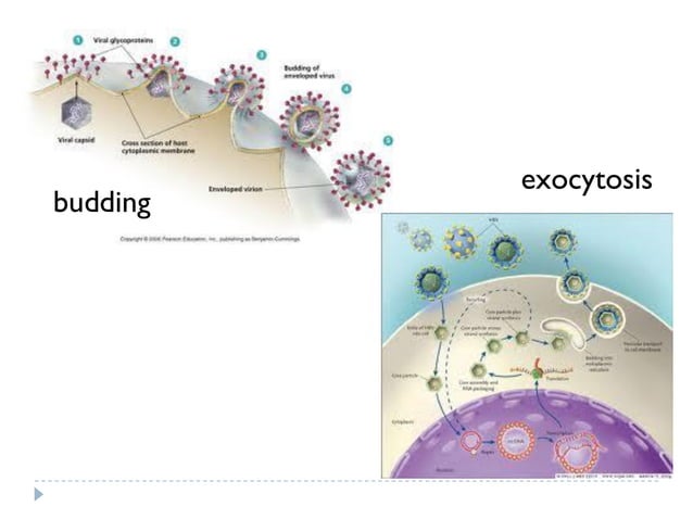 Viral replication and Mechanism of infection and spread of viruses ...